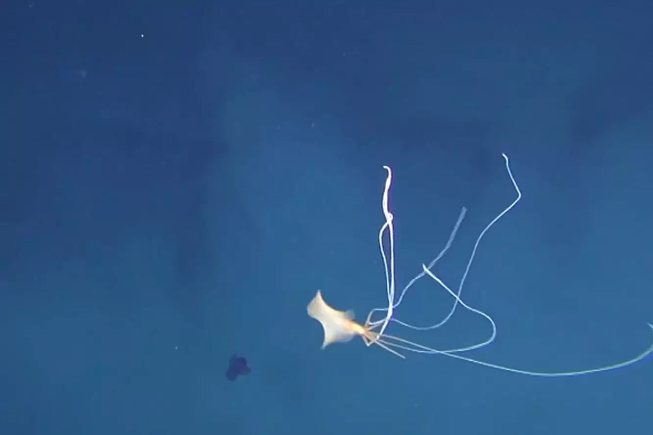 See the mysterious squid that scientists have seen less than 20 times