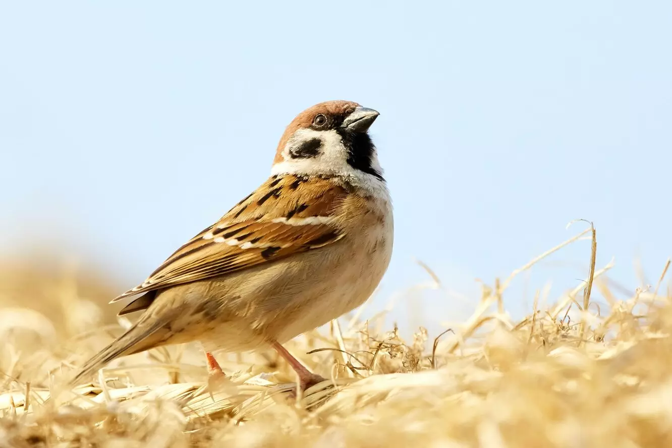 Hunderte Millionen Vögel sind in Europa in 40 Jahren verschwunden. Spatzen litten am meisten