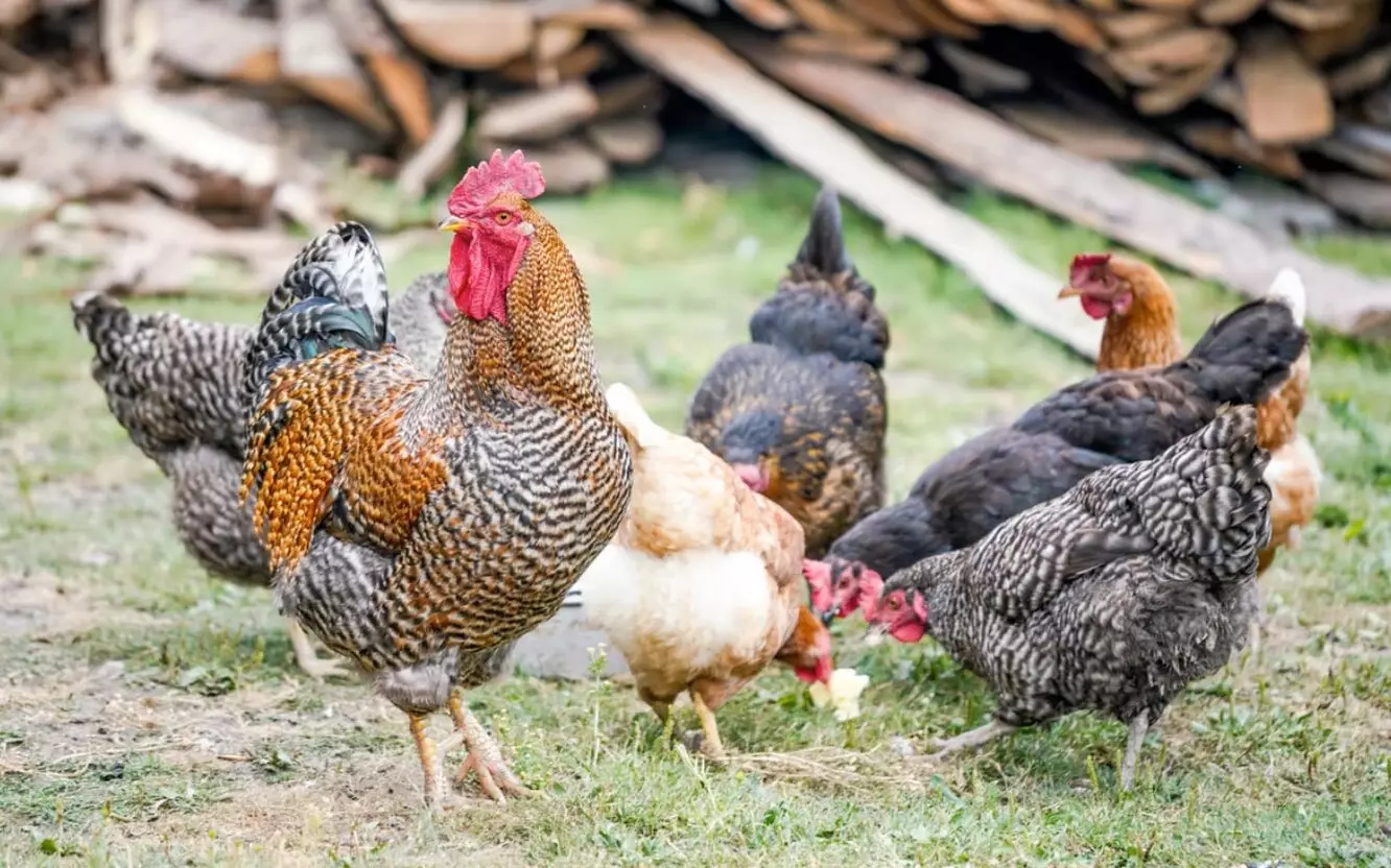 Pochodzenie kurczaka pozostaje jednym z najciekawszych pytań współczesnej nauki. Ponieważ eksperci uważają, że ptaki są bezpośrednimi potomkami dinozaurów, to, choć przy wielu założeniach, całkiem możliwe jest stwierdzenie, że zwykła wiejska kurnik jest rodzajem małego parku jurajskiego.