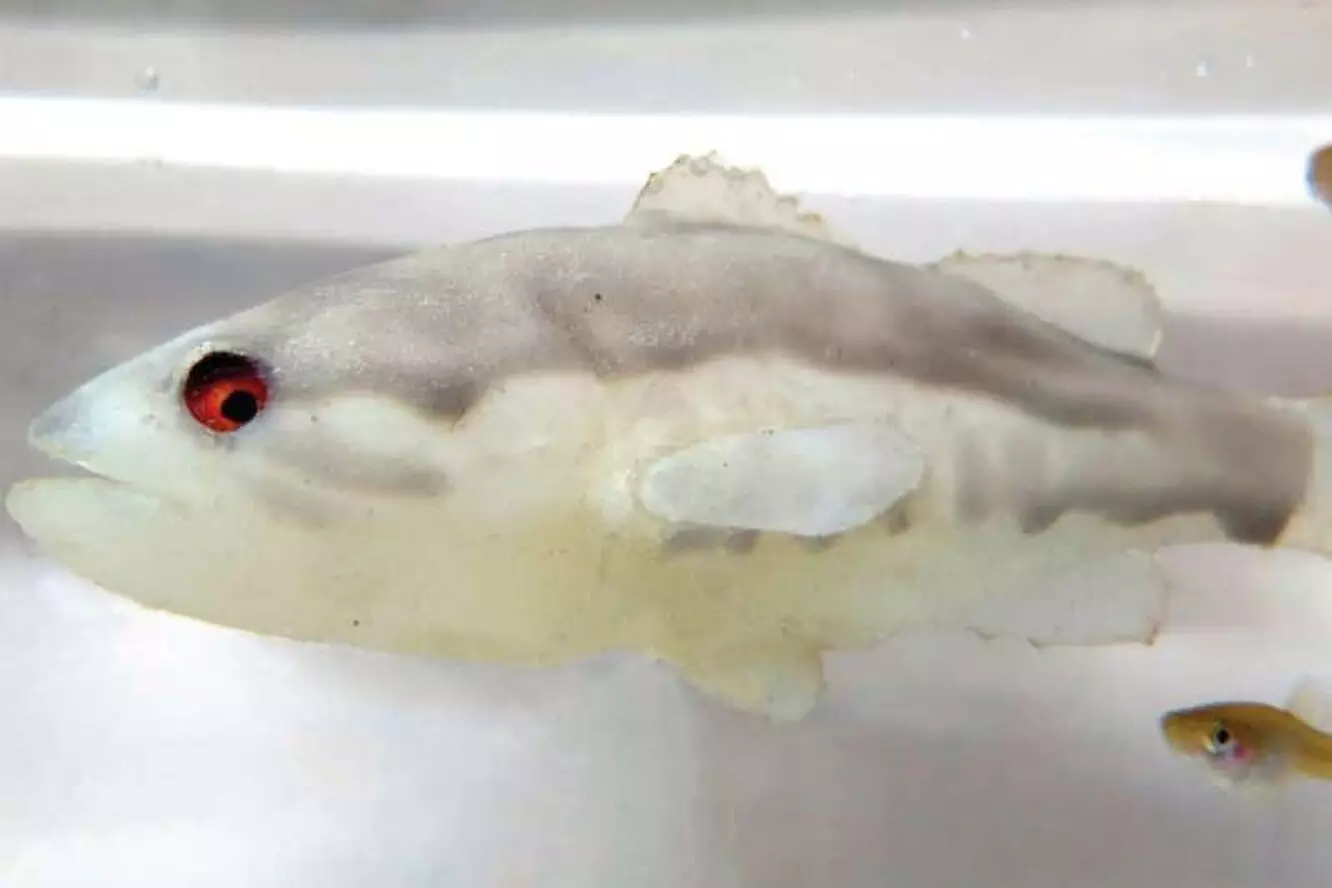 Os científicos crearon un peixe robot asustado que asusta a outros peixes e evita que se reproduzan en exceso