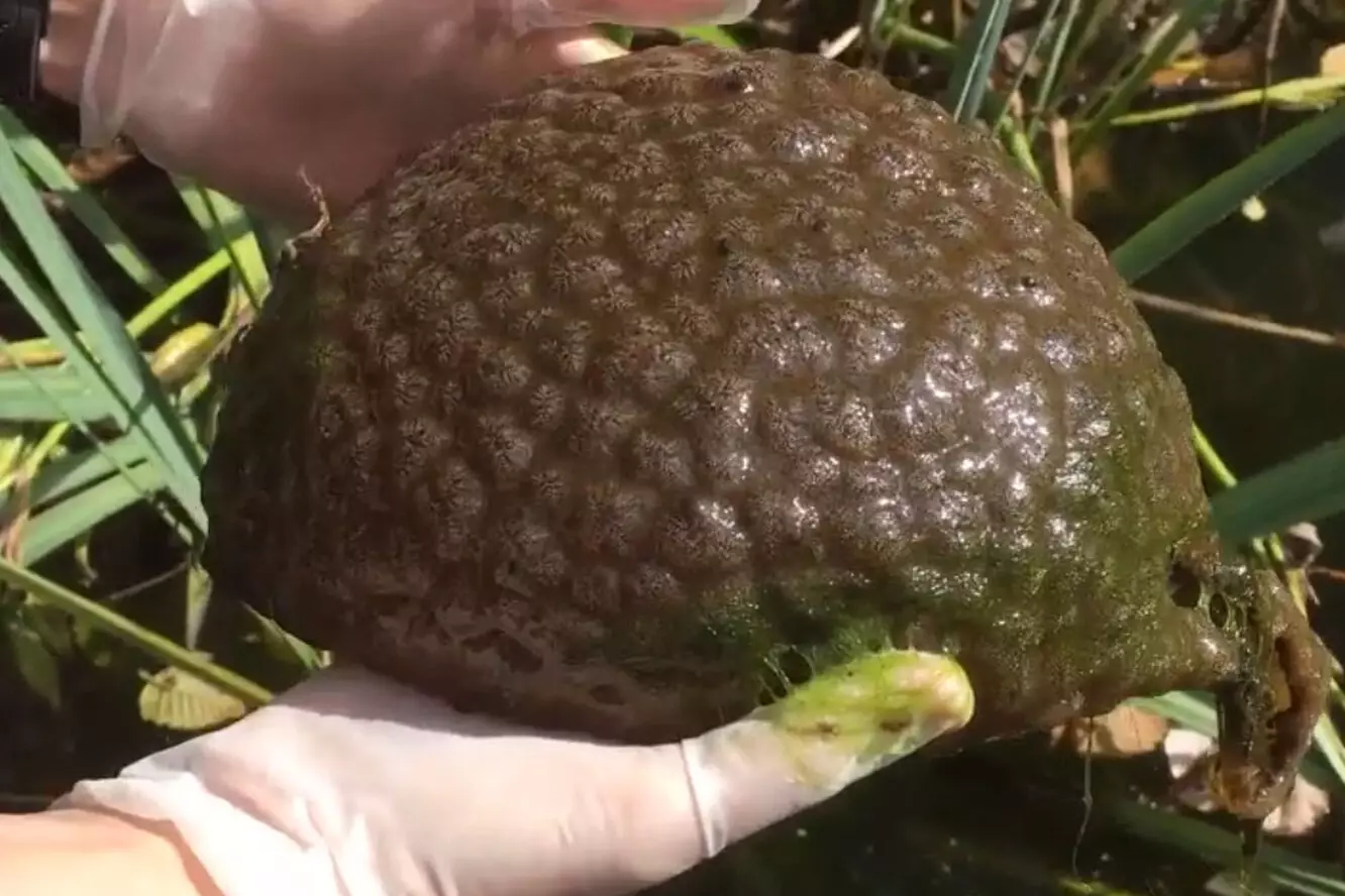 如何在溫哥華髮現類似大腦的生物