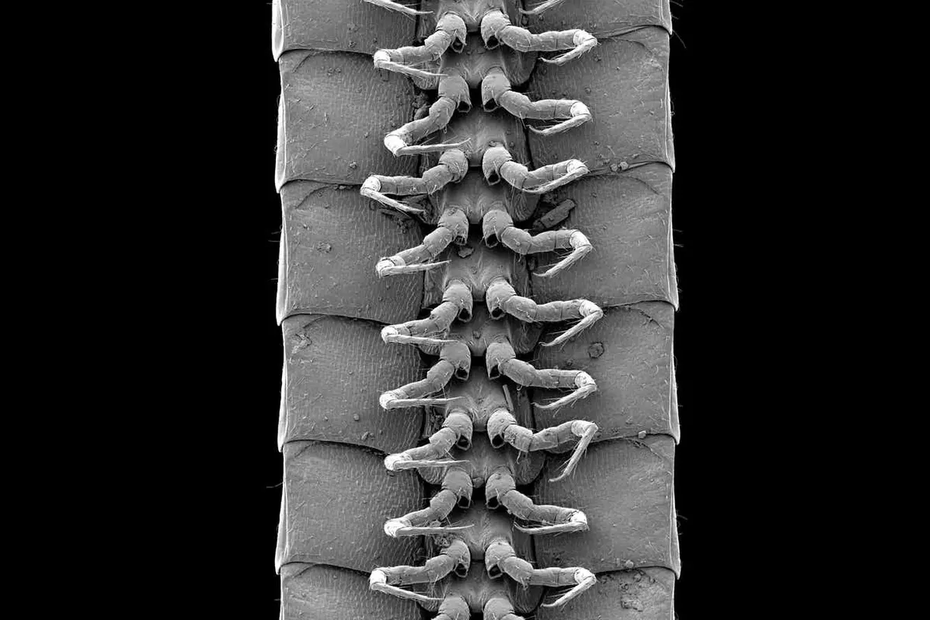 Indlovukazi ye-Centipede: i-arthropod enamalungu angu-1306 atholakala e-Australia