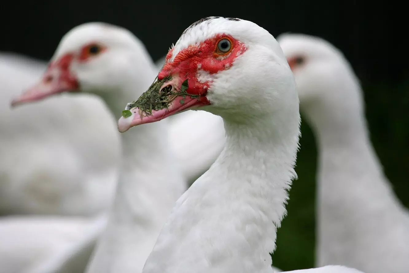 اولین مورد آنفولانزای مرغی H5N1 در بریتانیا گزارش شد: مردی که از اردک های اهلی آلوده شده بود