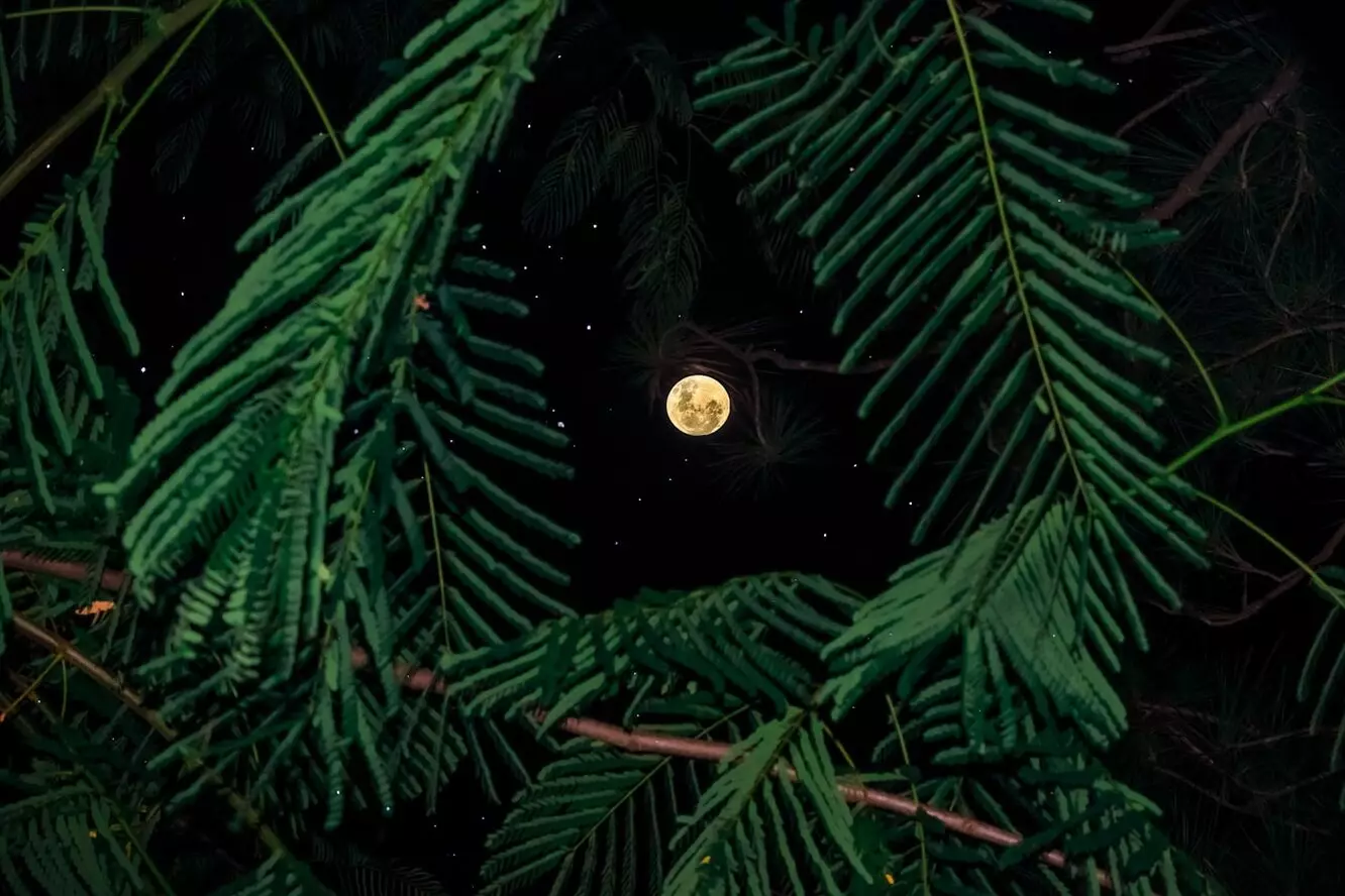 Les plantes dorment-elles la nuit