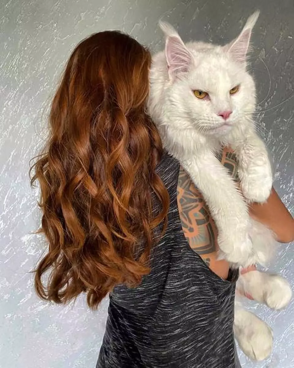 Mireu el Maine Coon, que porta 12,5 kg! 393903_3