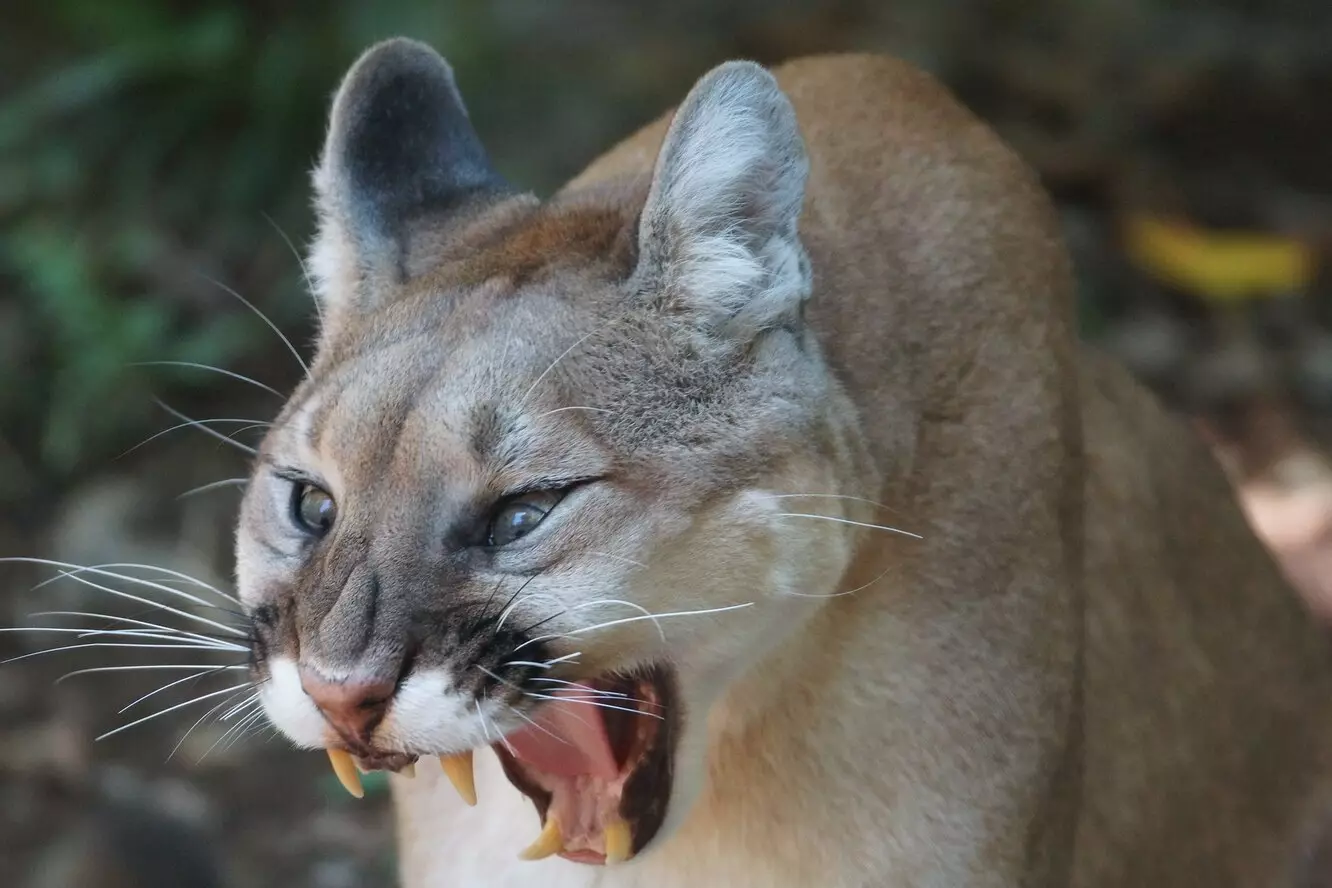 Dak geraas! Die man het wakker geword en gesien hoe 'n poema in die erf 'n eland verslind