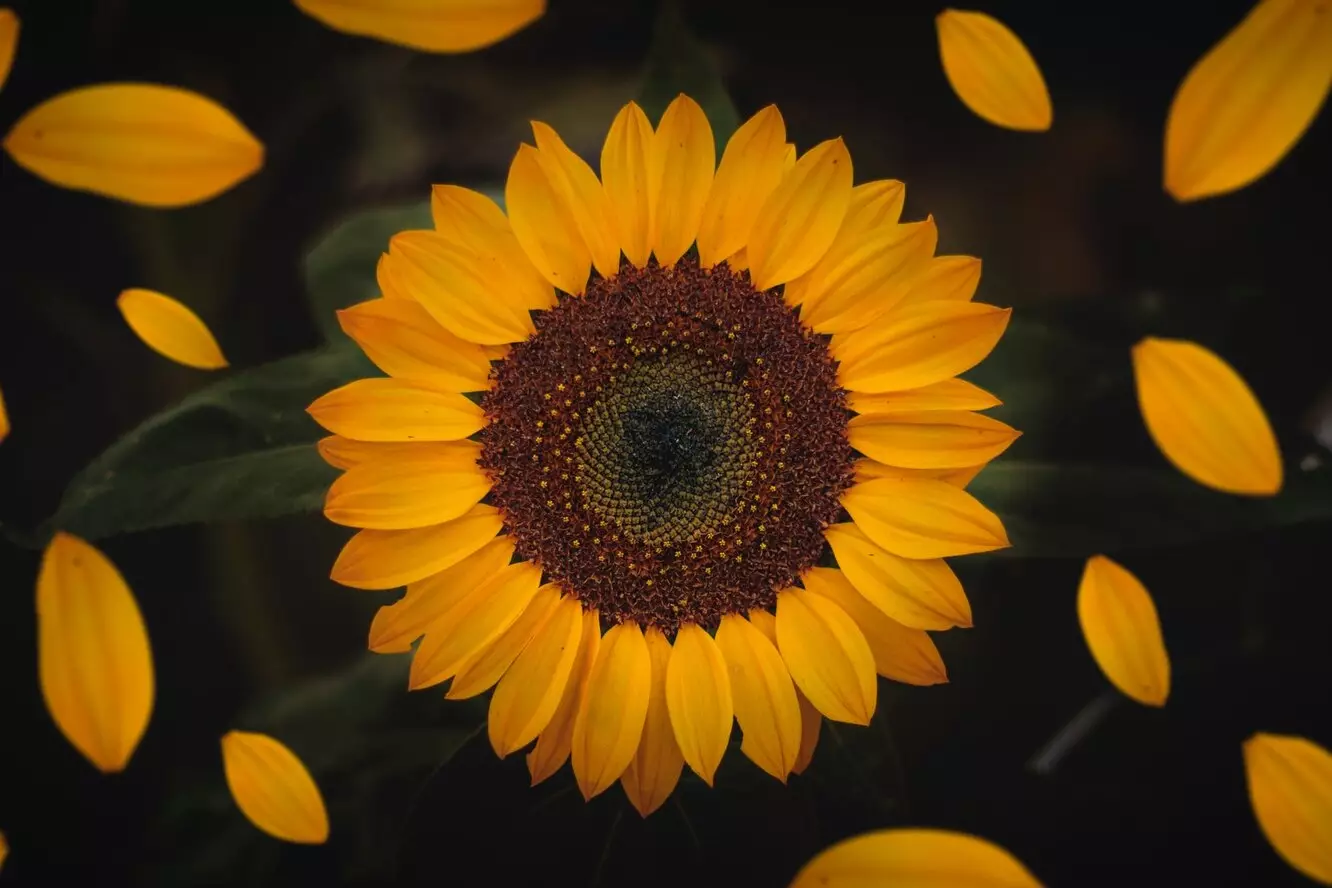 Ya juya cewa sunflowers suna da tsari marar ganuwa ga idon ɗan adam