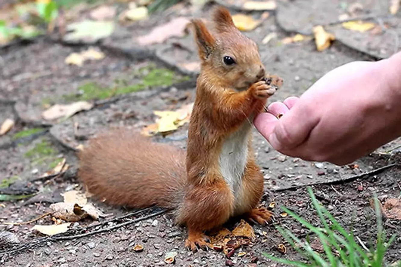 Hindi ka maaaring mani, maaari mong repolyo: kung paano maayos na pakainin ang mga squirrel sa kagubatan