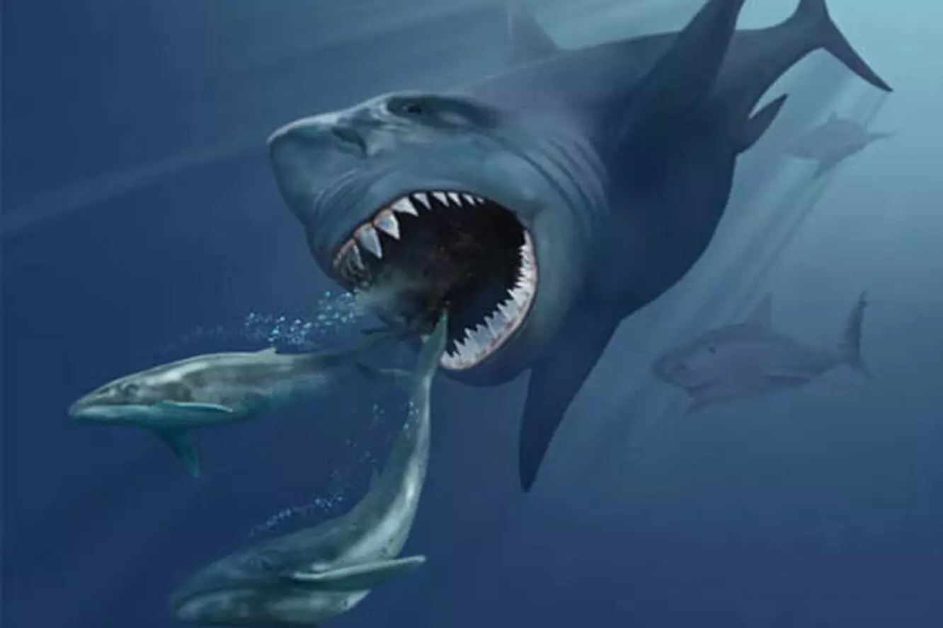 An chuma a bhí ar Megalodon: Ceapann na heolaithe go bhfuil sé dodhéanta a bheith ar an eolas