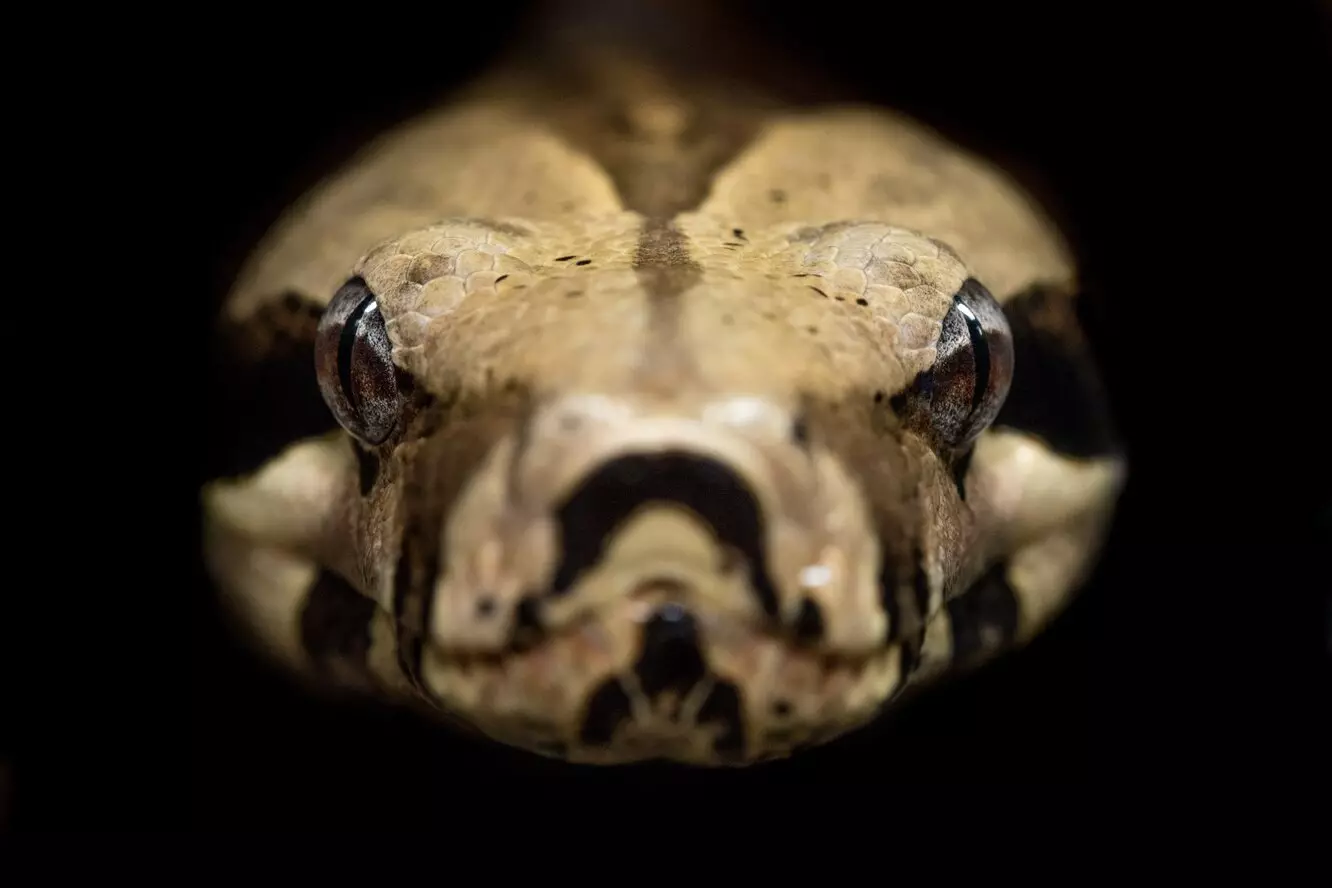 Python lunch: how wide does the snake's mouth open?