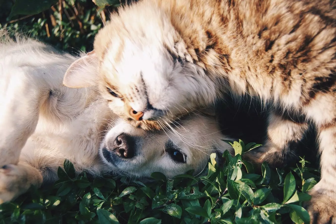El representante más inteligente de la fauna: gatos contra perros