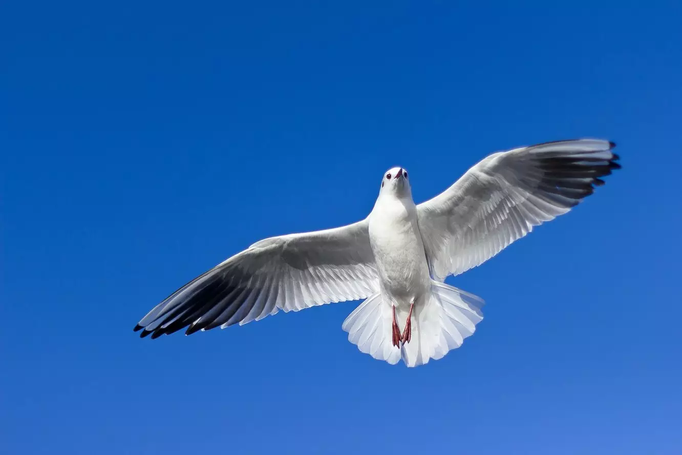 Cómo funciona el correo de palomas