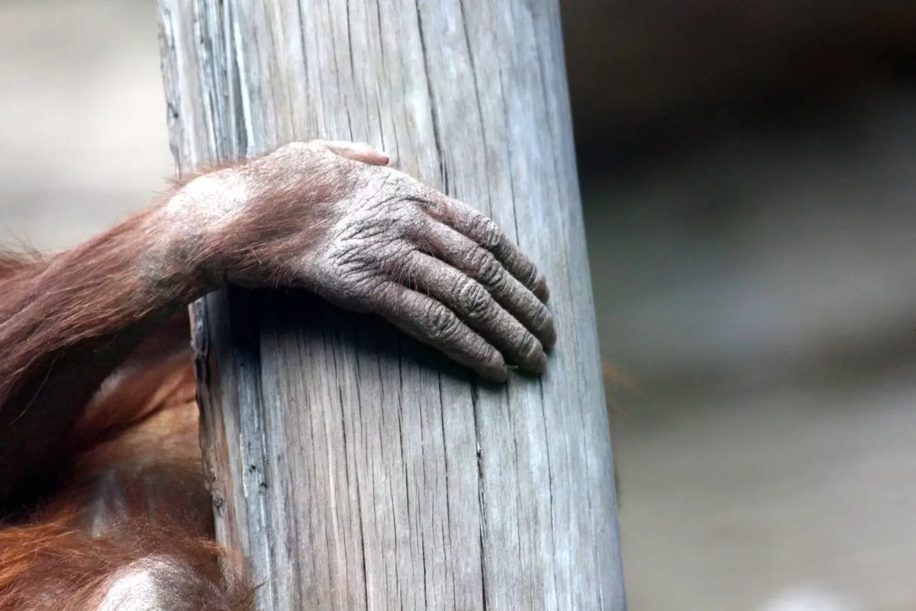 Riċerka: Orangutans huma kapaċi joħolqu u jużaw għodda tal-ġebel