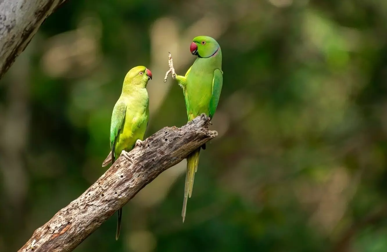 parrots