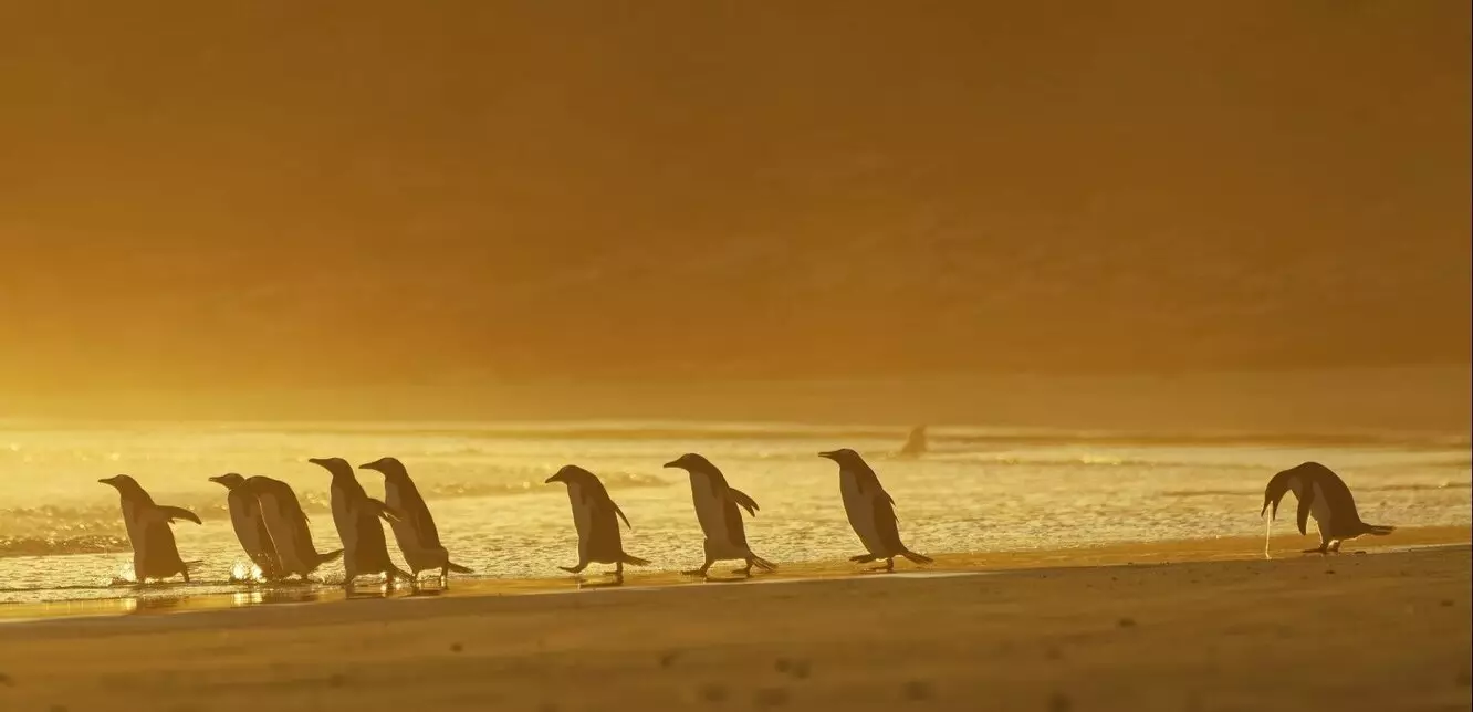 Penguins