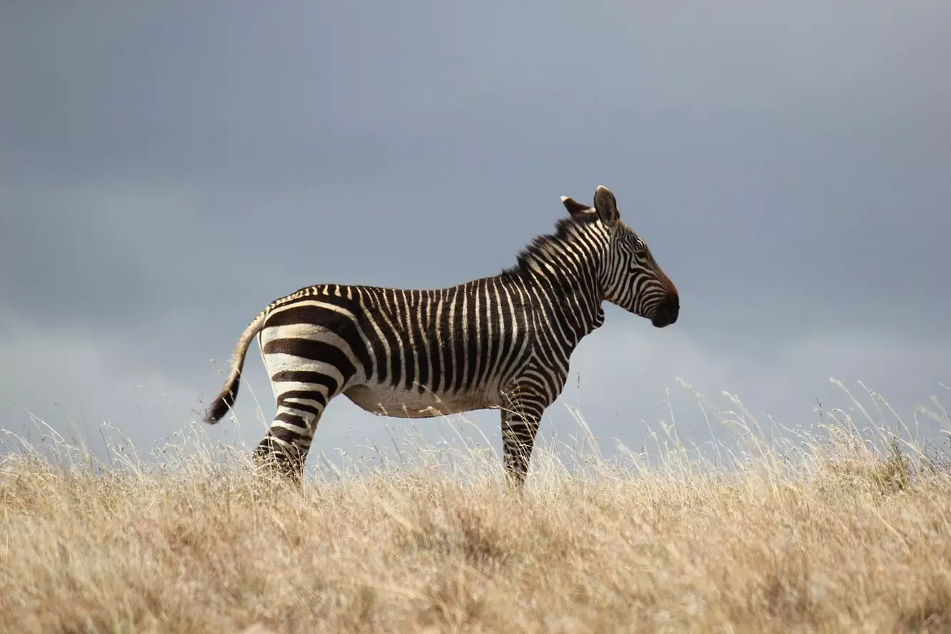 zedonks ເປັນເອກະລັກແລະ zebroids ອື່ນໆ: ພວກເຂົາແມ່ນຫຍັງ, ປະສົມຂອງ zebras ແລະມ້າອື່ນໆ