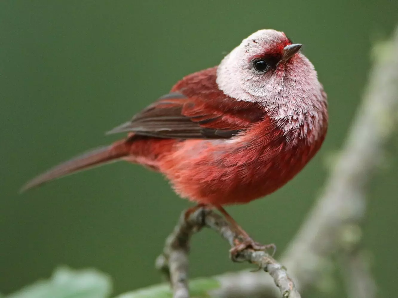 Warbler tanager ungu