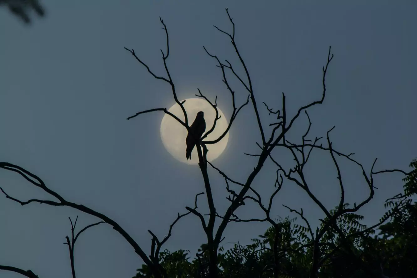 Lors d'une pleine lune, des martinets noirs s'élèvent au-dessus de la Terre. Pourquoi?