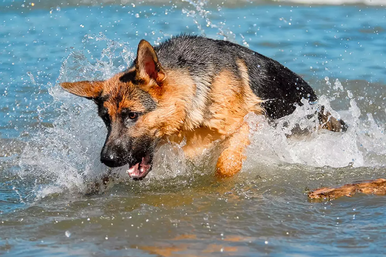 En hängiven vän: hunden simmade till stranden i 11 timmar för att ropa på hjälp till sin drunknande ägare