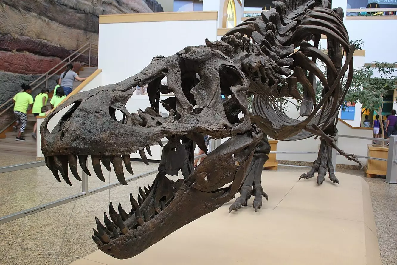 Un dinosaure "desaparegut" de 31,8 milions de dòlars s'exposarà al Museu d'Abu Dhabi