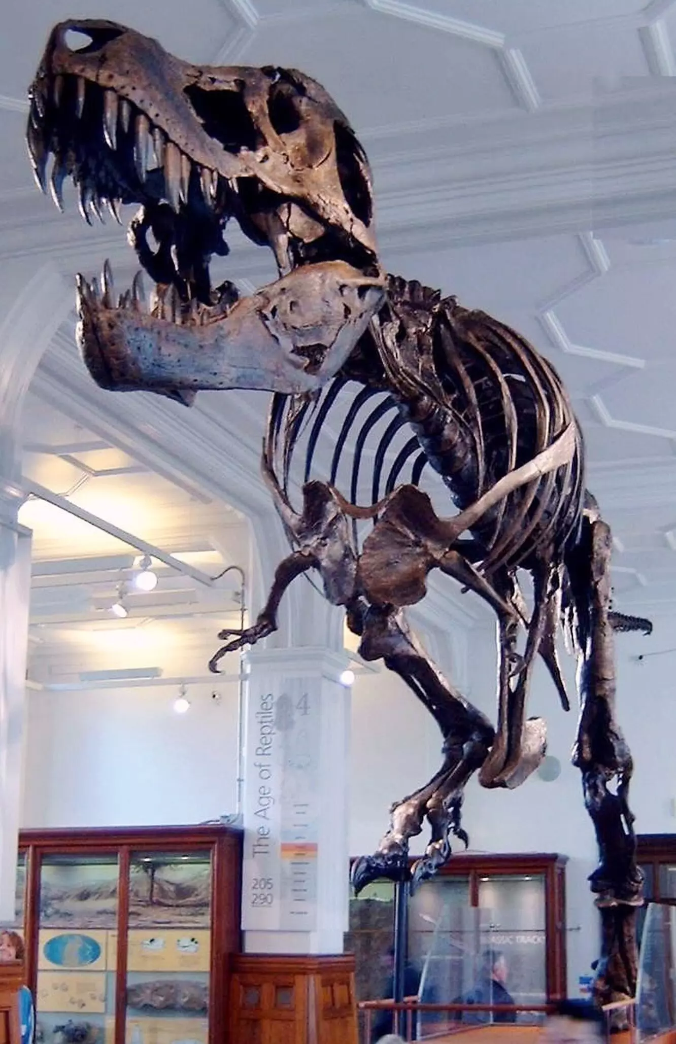 $ 31,8 miljoen dinosaurus te eksposearjen yn Abu Dhabi museum 396920_2