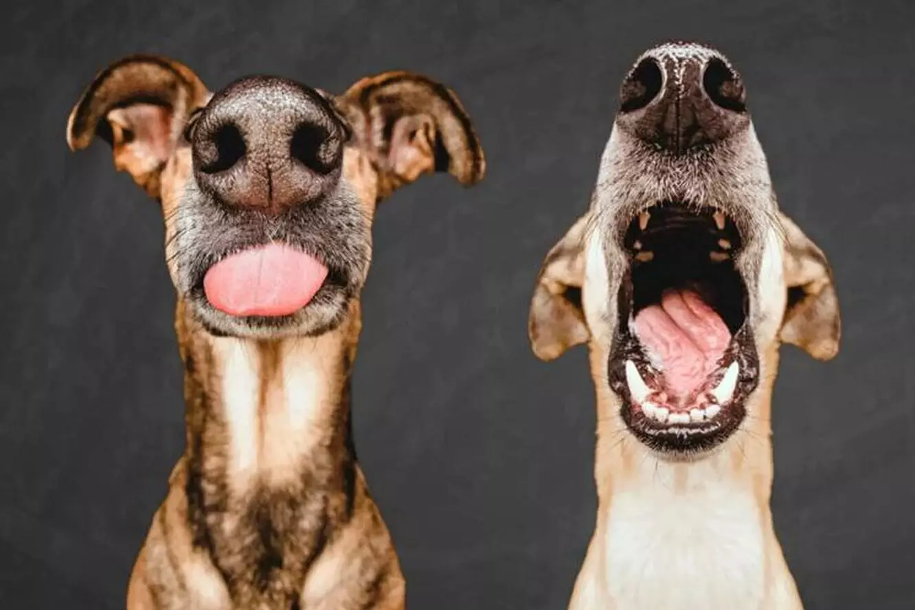 Apa sampeyan yakin ngerti kabeh babagan dheweke? 15 Fun Facts About Dogs