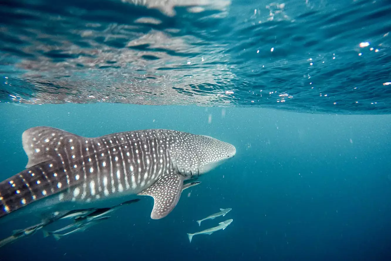 Le sauvetage d'un requin qui s'est emmêlé dans une corde a été filmé. Découvrez ces images incroyables