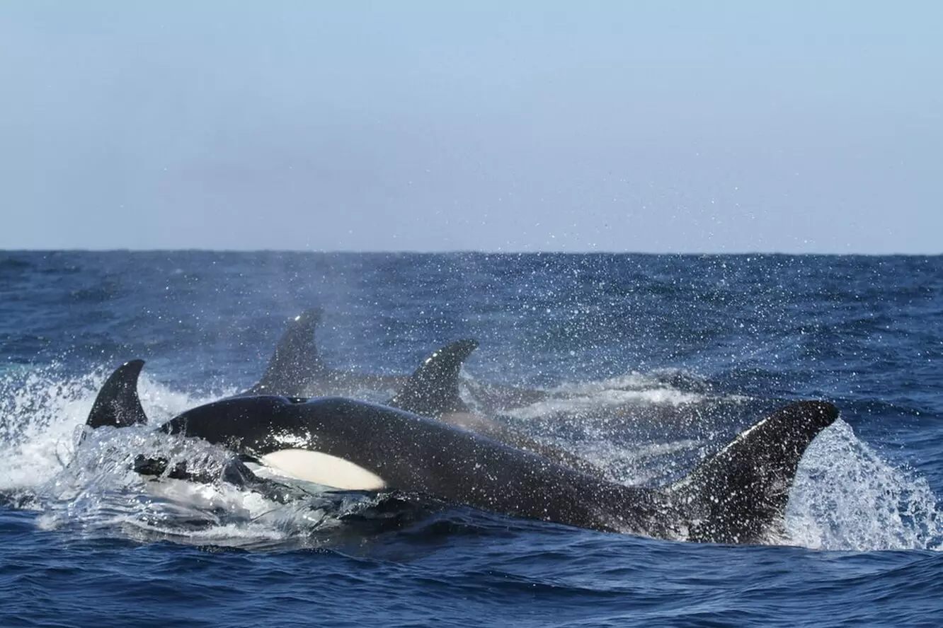 Killer whales yakarwisa yacht nevafambisi vezvikepe: nyaya ine magumo anofadza 397611_1