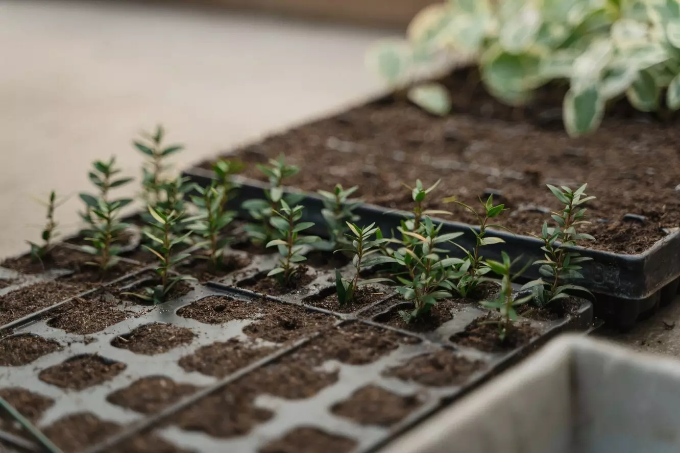 Lifehacks over het verzorgen van de tuin in het warme voorjaar