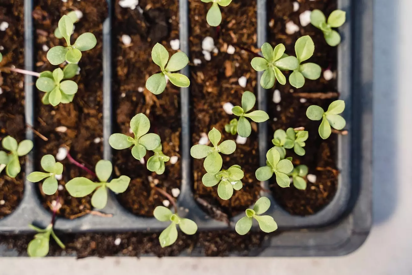 Hoe zorg je voor de tuin in het voorjaar? Tips voor 2022 397672_2