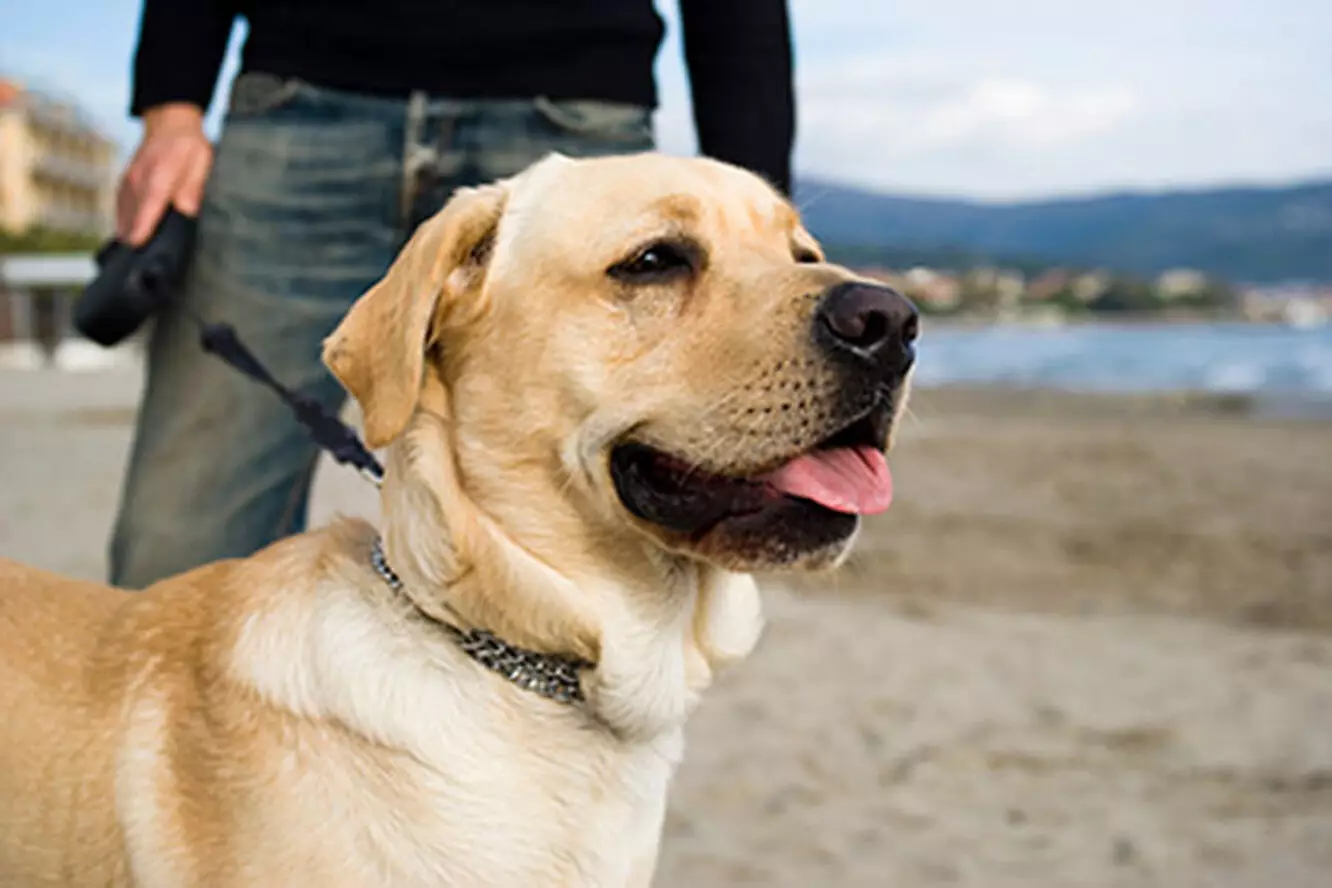 Uzmanlar, insanları en çok ısıran köpek ırkını aradı.