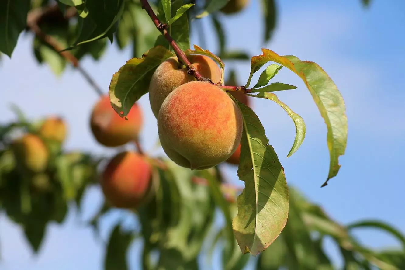 Pestisidlərin səviyyəsini və nə üçün təhlükəli olduğunu necə müəyyən etmək olar 397733_4