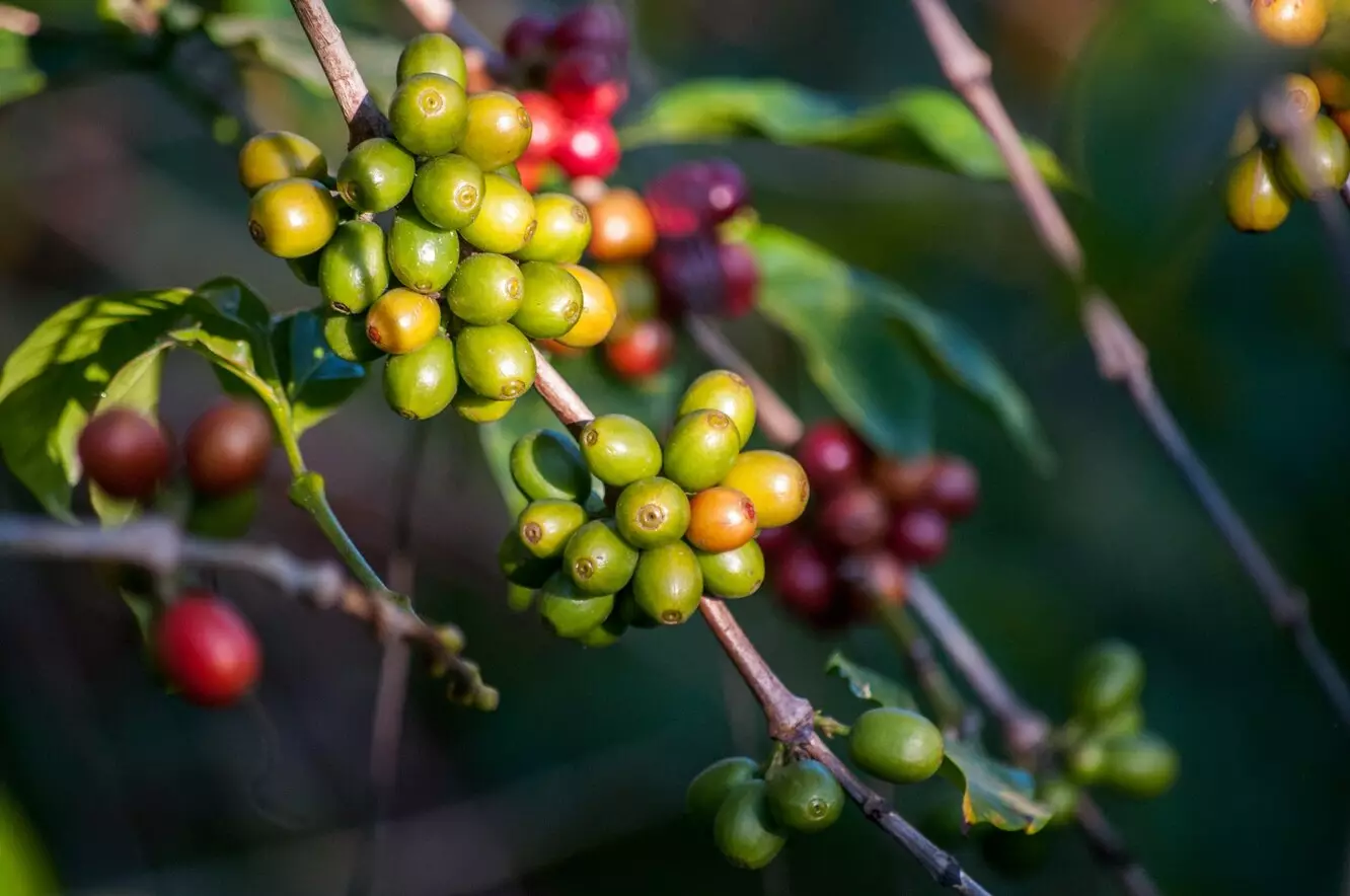 Ungewöhnliche Pflanzen, die im Garten angebaut werden können 398030_2