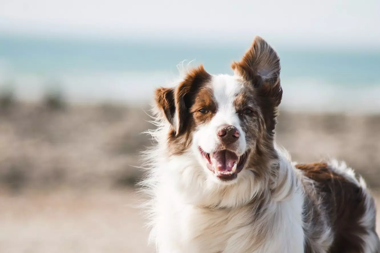 Hur man väljer rätt hund: enkla tester för att bestämma ditt husdjur