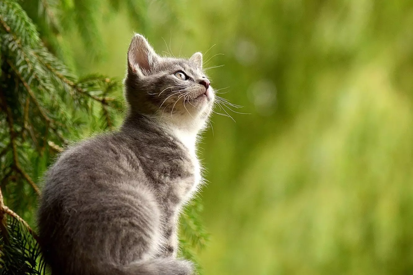 Bakit hindi laging tumutugon ang pusa sa pangalan nito?