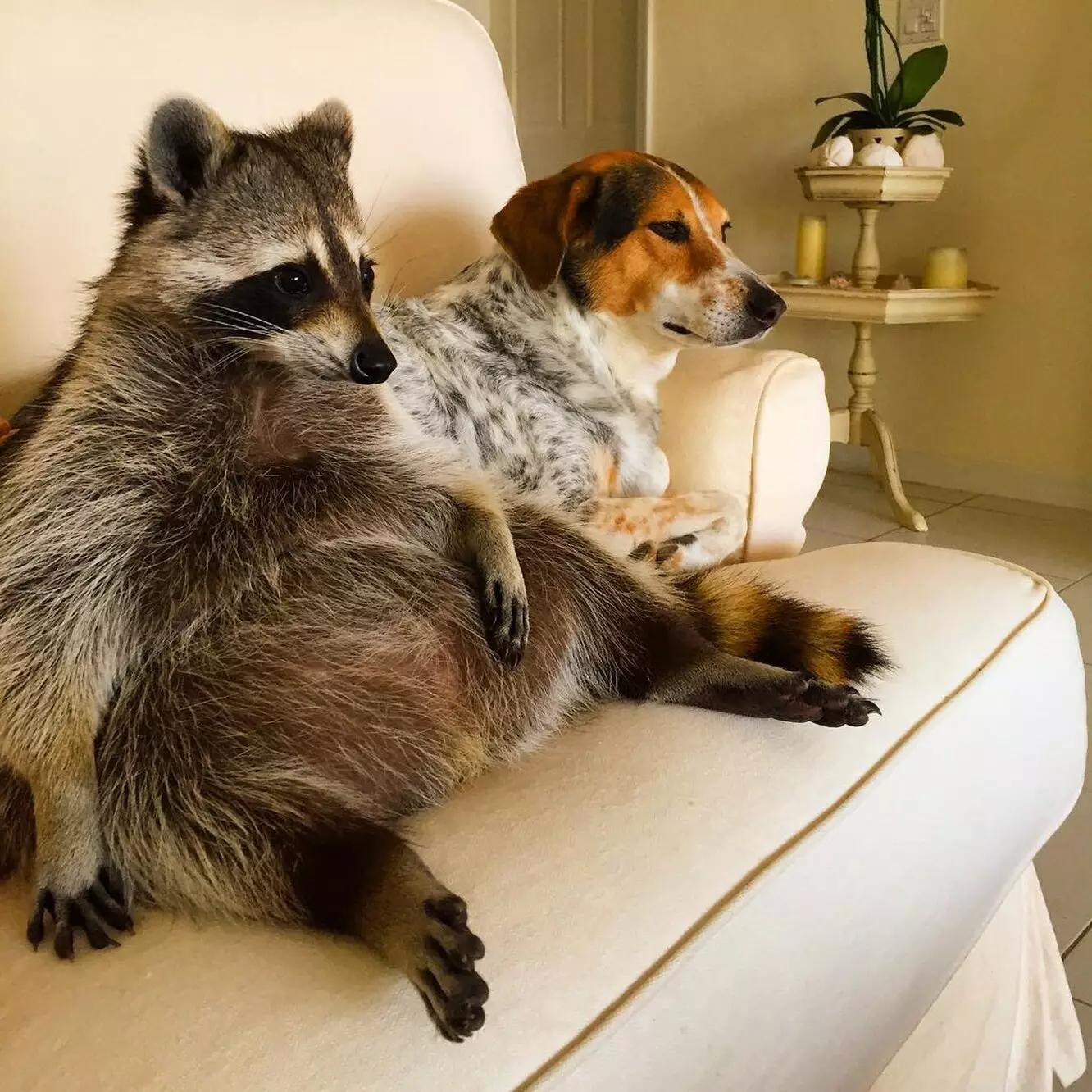 Mụta akụkọ banyere raccoon nke tolitere n'etiti nkịta 398531_3