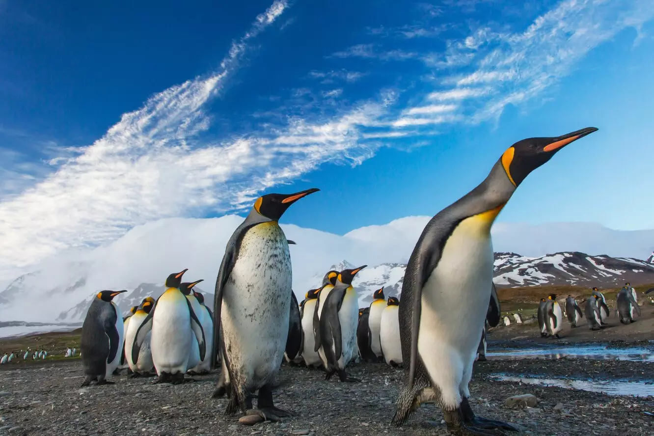 Penguin maharaja mungkin sudah pupus dalam hidup kita