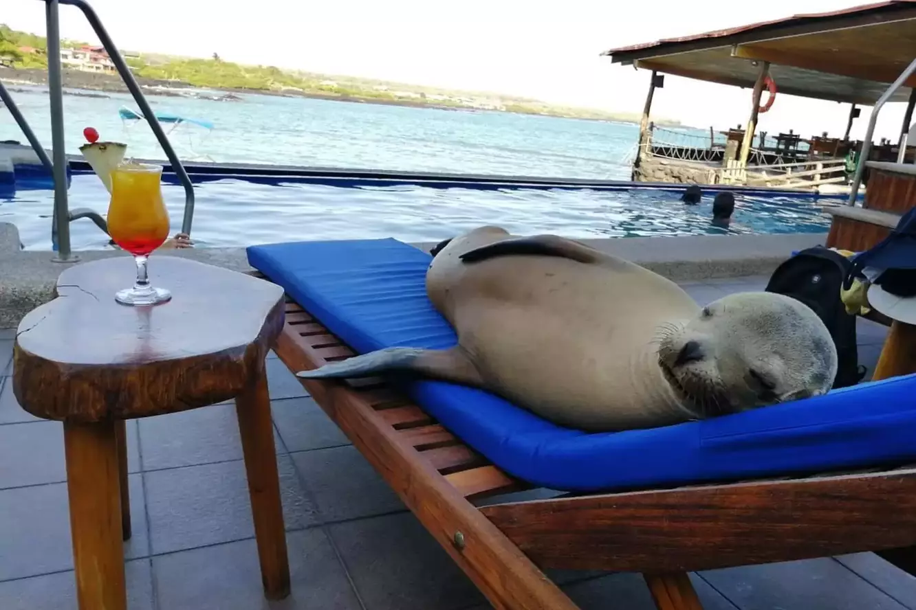 Lihat bagaimana singa laut yang kurang ajar mengambil kerusi berjemur dari pelancong tepat di hotel