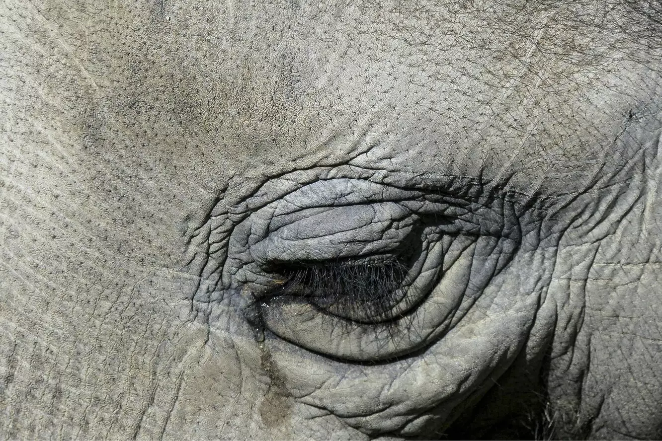 Élmuwan nganalisa pidéo Youtube pikeun ngartos kumaha gajah Asia duka dulur-dulurna anu maot