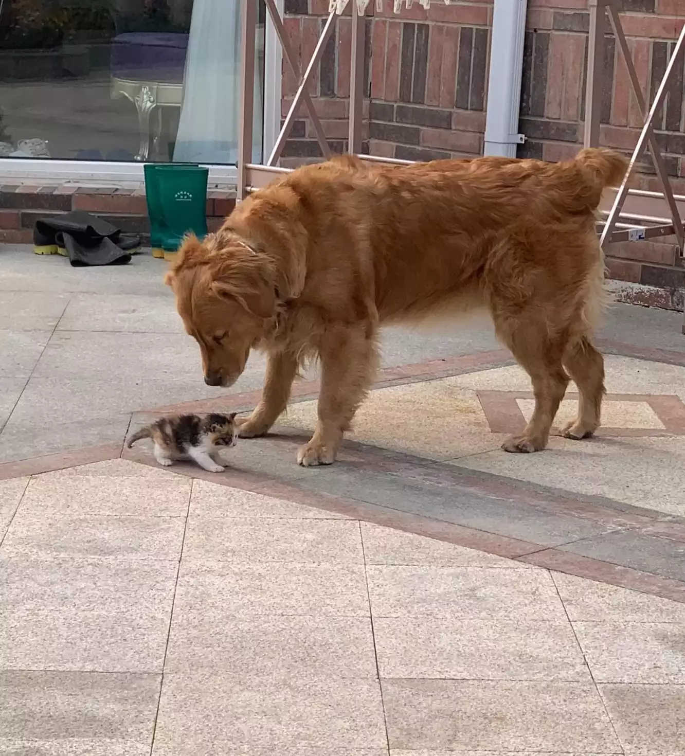کتے کو بلی کا بچہ مل گیا۔
