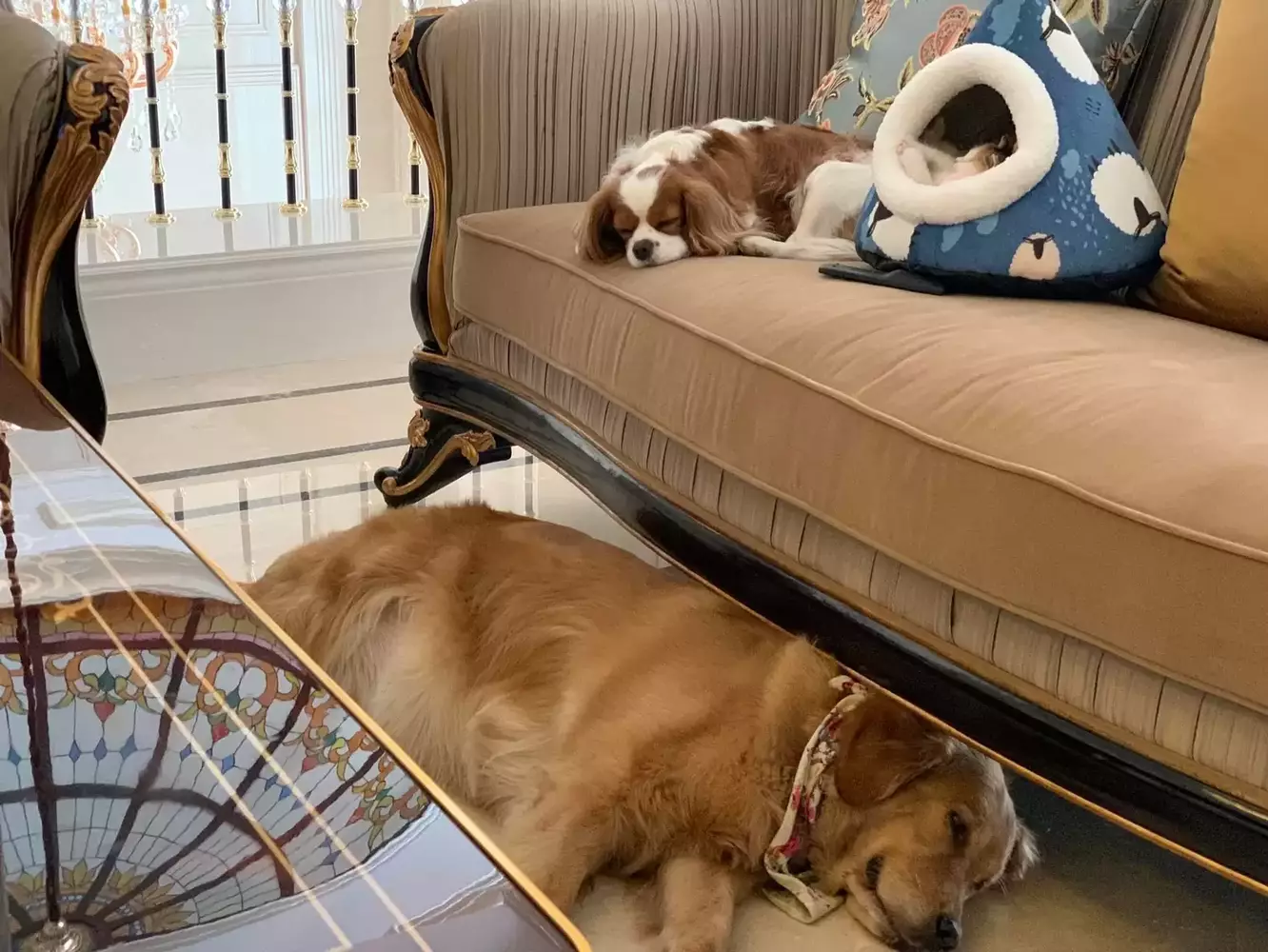 Os animais descansan xuntos