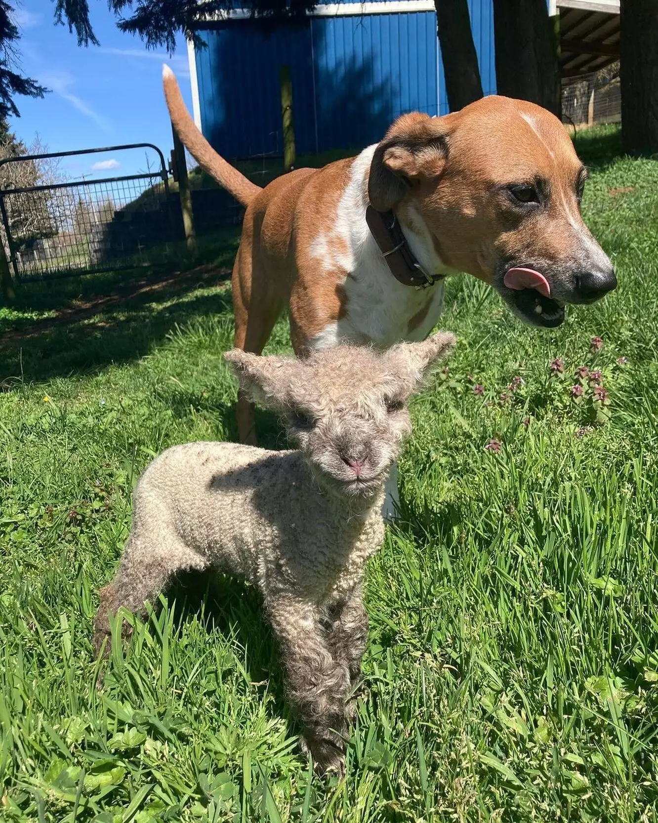 Bo e Max estão sempre juntos