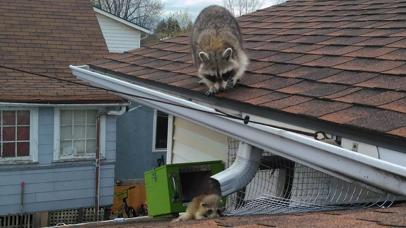 Itinago ng raccoon ang kanyang mga anak