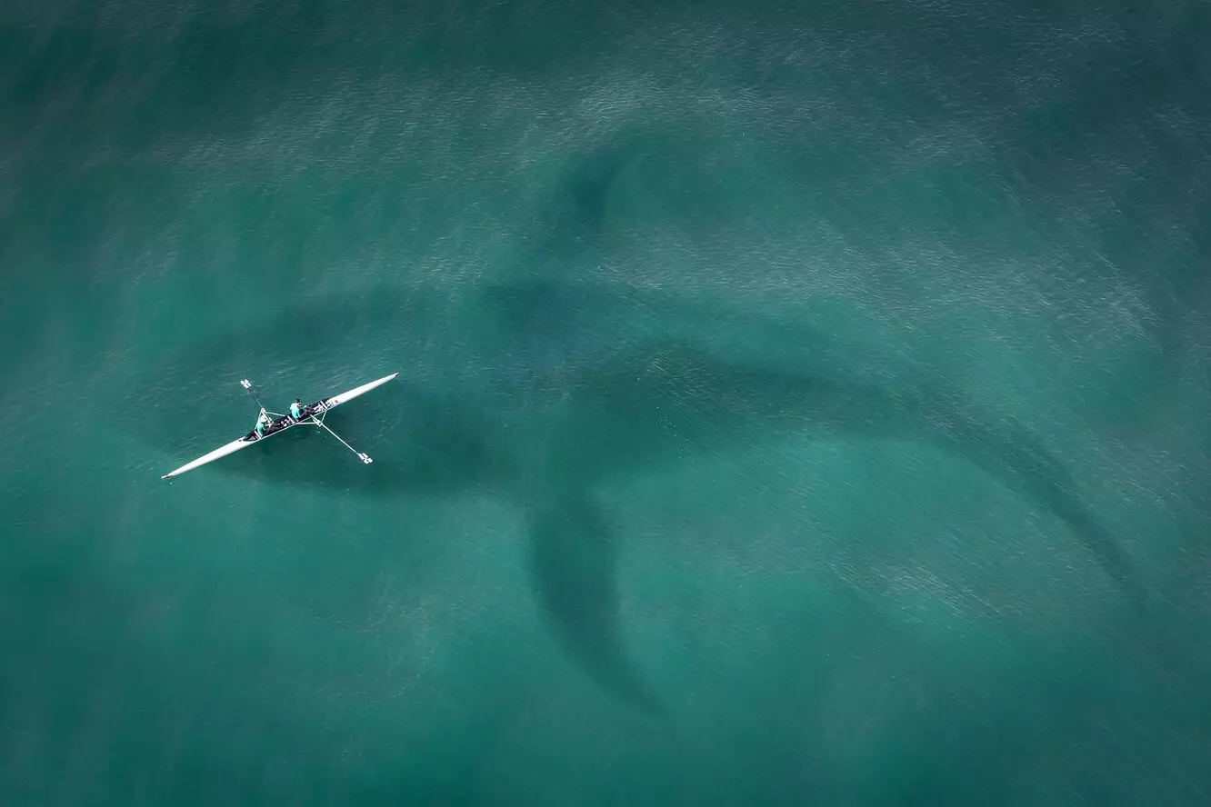 Masana kimiyya sun gano wani dalili mai yiwuwa na bacewar giant megalodon. Menene zai iya zama?