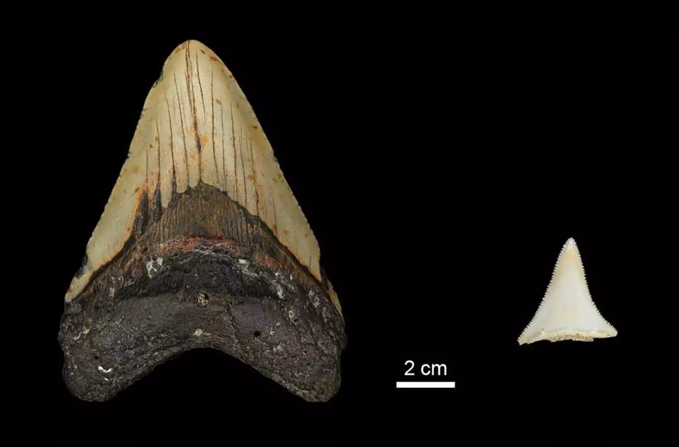 Fararen sharks na iya zama dalilin bacewar megalodon 399511_2