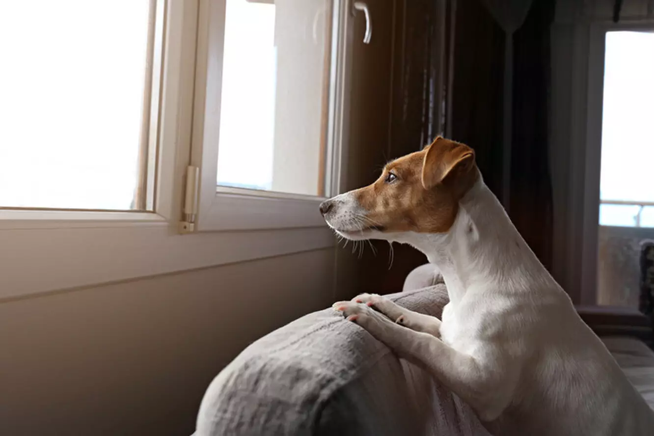 Apa yang Sebenarnya Dipikirkan Anjing Anda Tentang Anda: Bukan Seperti yang Anda Pikirkan