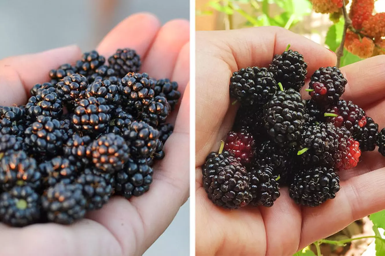 Nigute ushobora gutandukanya blackberries na tuteri: uhora witiranya izo mbuto
