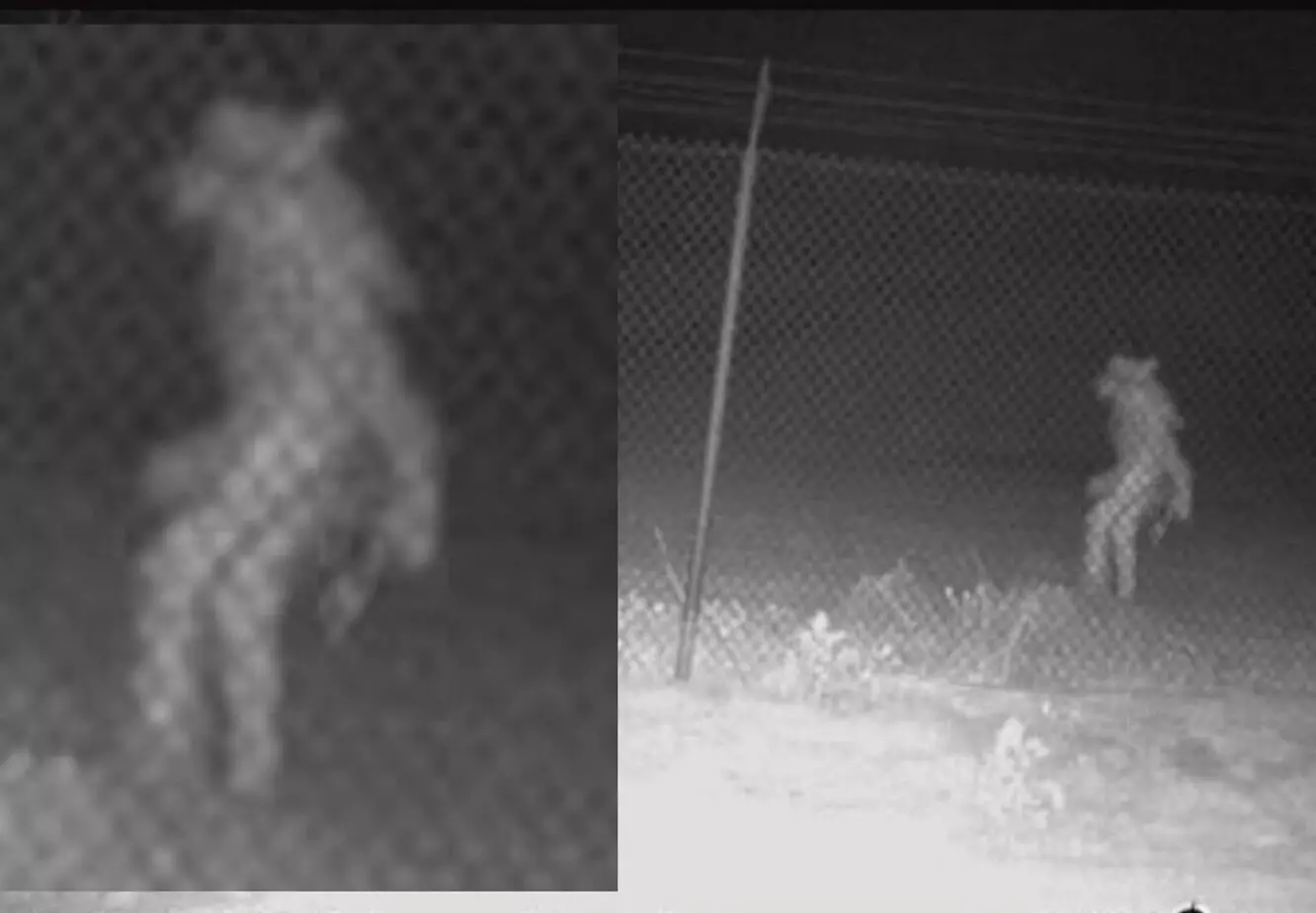 Die Stadt Amarillo, Texas, hat die Öffentlichkeit um Hilfe bei der Identifizierung einer seltsamen Gestalt gebeten, die vor dem örtlichen Zoo von einer Kamera aufgenommen wurde. 399856_2