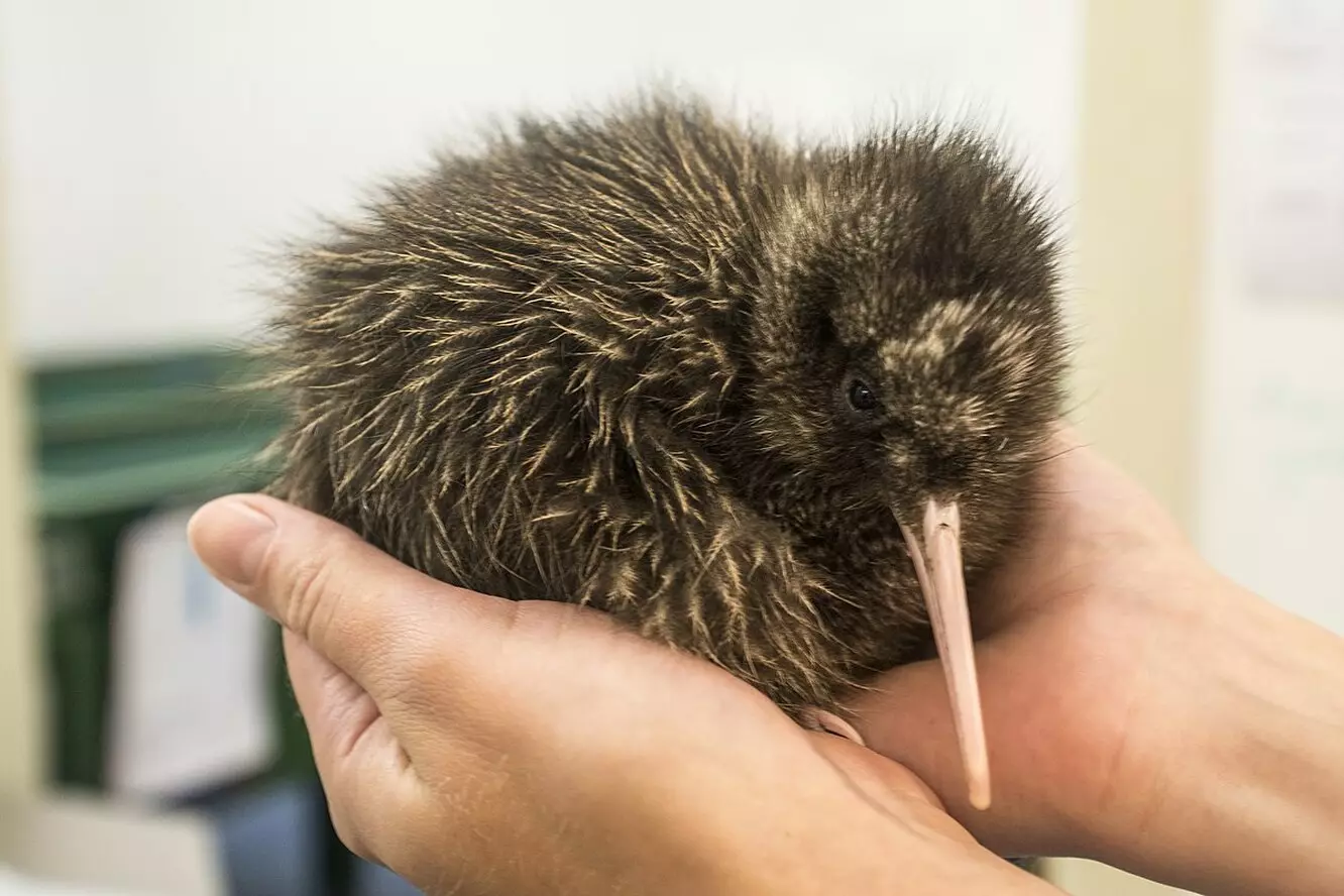 Do you know where the kiwi lives? 5 memorable facts about a bird that looks like a mammal