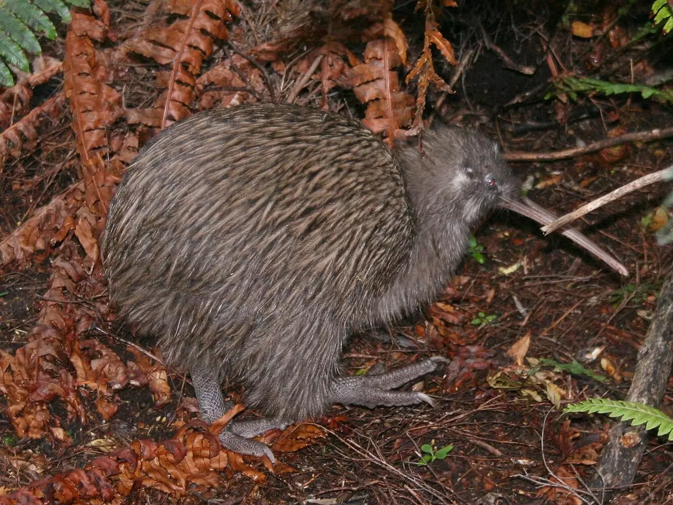 5 fatos fascinantes sobre o pássaro kiwi: onde ele vive, quantos deles estão no planeta Terra, qual é o tamanho, quanto tempo eles vivem 399954_2